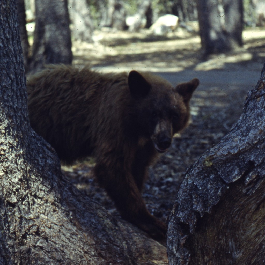 Warner Mountains – CALIFORNIA HIKING