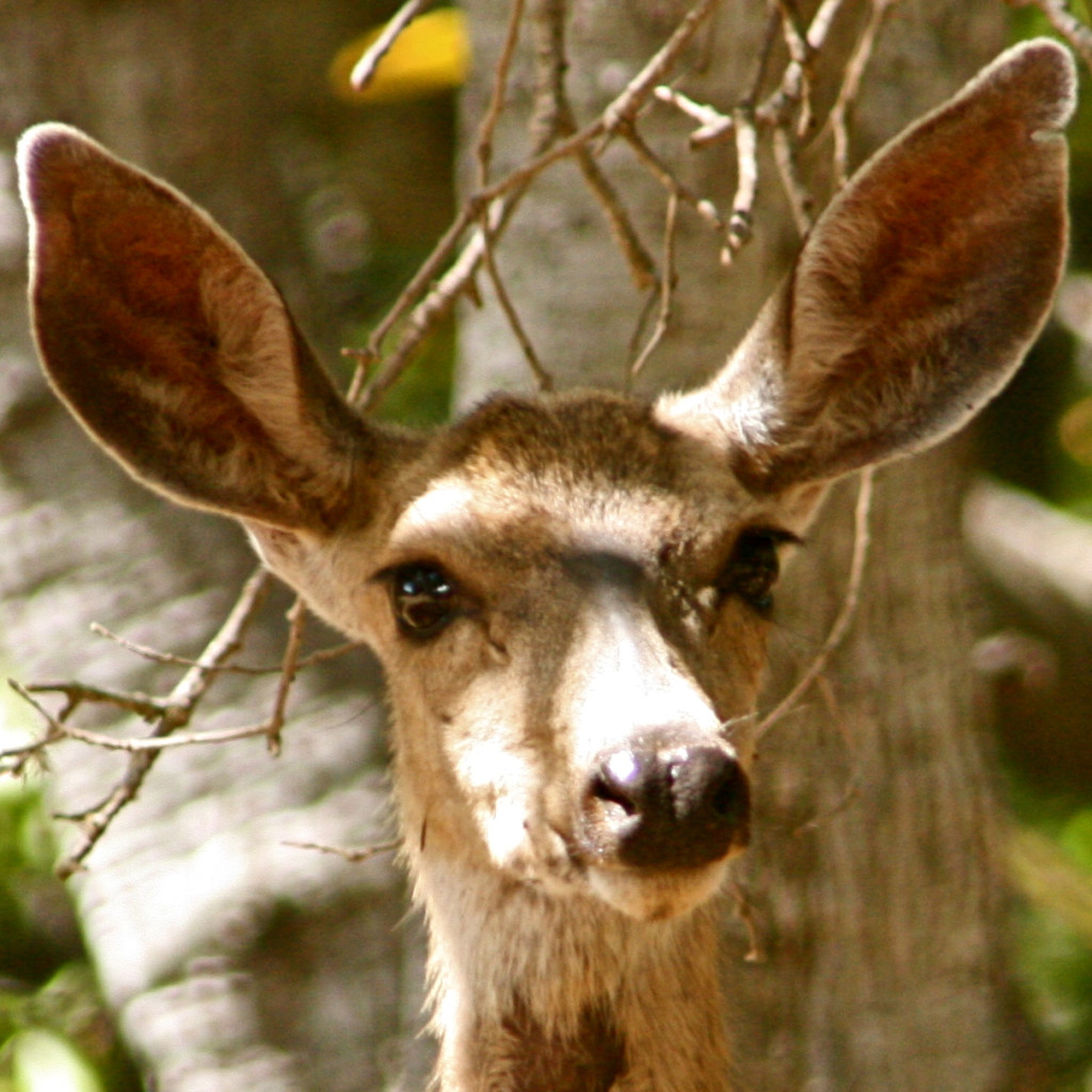 Mountain Fauna – CALIFORNIA HIKING